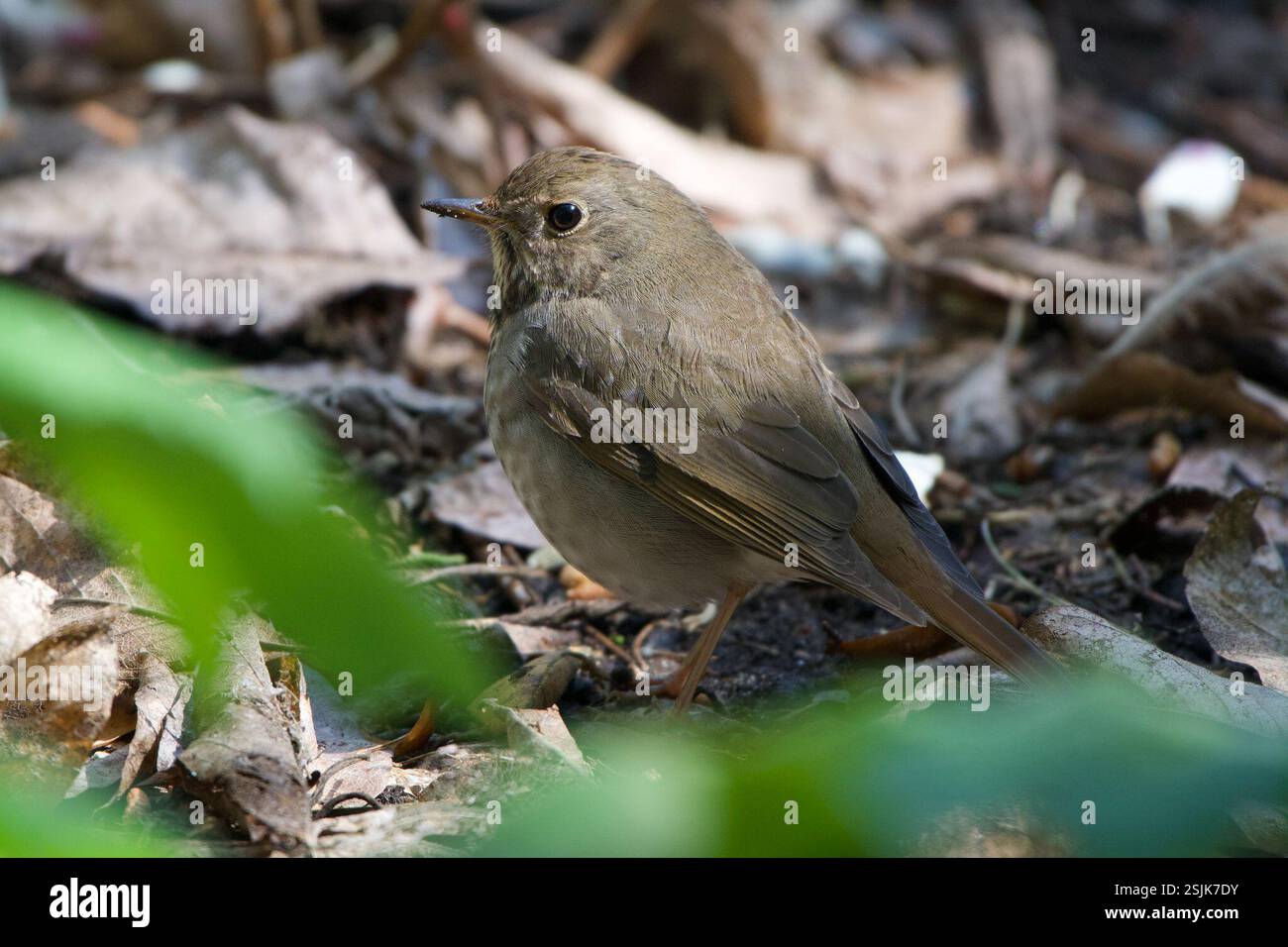 Hermit Thrush (Catharus guttatus), Aves, San Francisco Botanical Garden ...