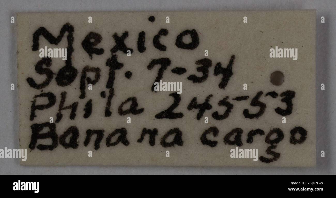 (Haplaxius meadi), Insecta, Mexico, taken with banana cargo in ...