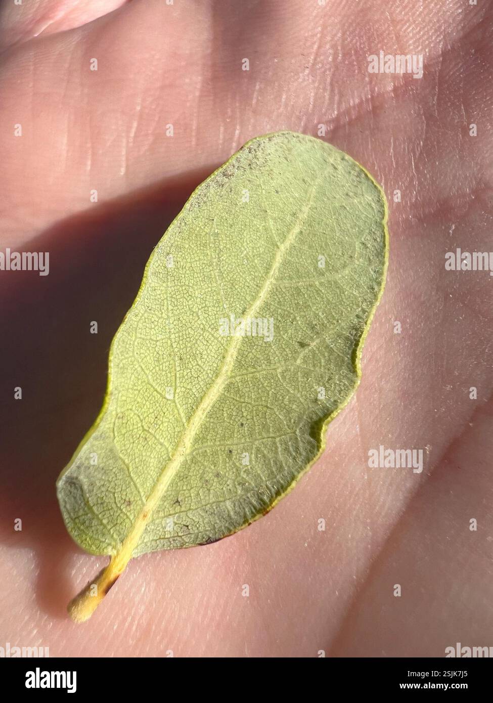 Engelmann oak (Quercus engelmannii), Plantae, Orange County, CA, USA ...