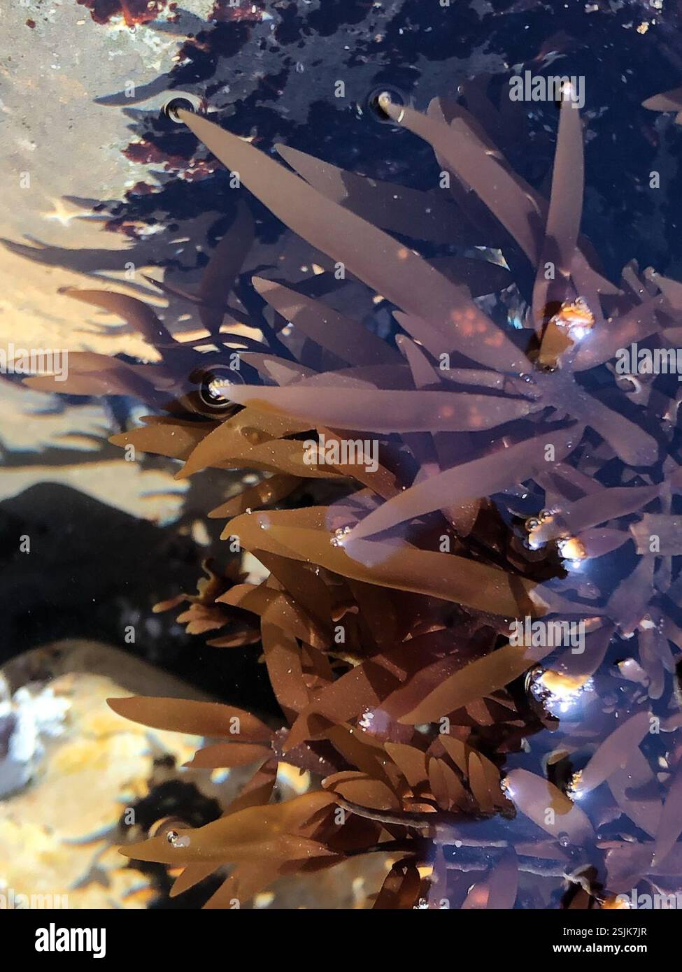 (Prionitis lanceolata), Plantae, San Mateo, Golden Gate National ...