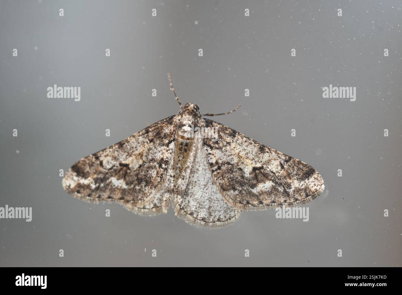 Spring Usher Moth (Agriopis leucophaearia), Insecta, Aigueperse Stock ...