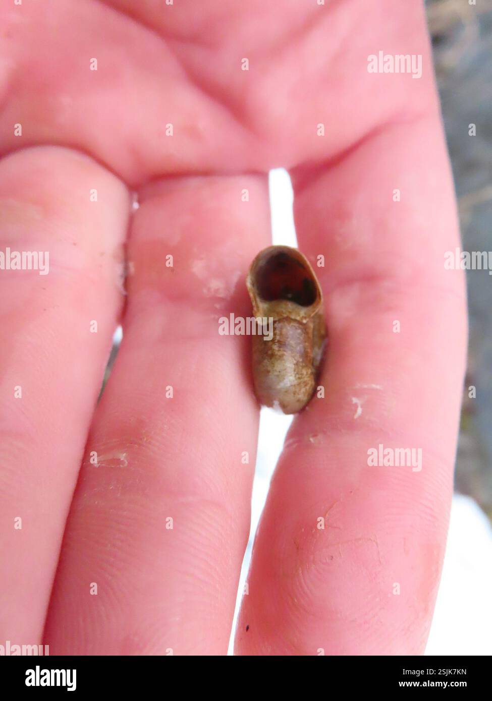 Marsh Ramshorn (Planorbella trivolvis), Mollusca, Waukesha County, WI ...