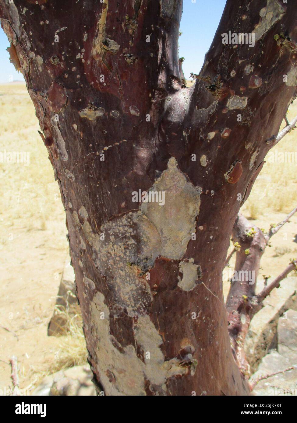 African Star-Chestnut (African) (Sterculia africana africana), Plantae ...