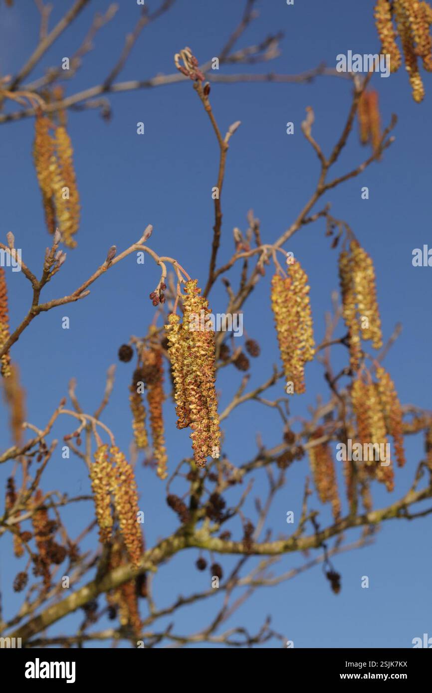 common alder (Alnus glutinosa), Plantae, Netherley Park, Wood Lane ...