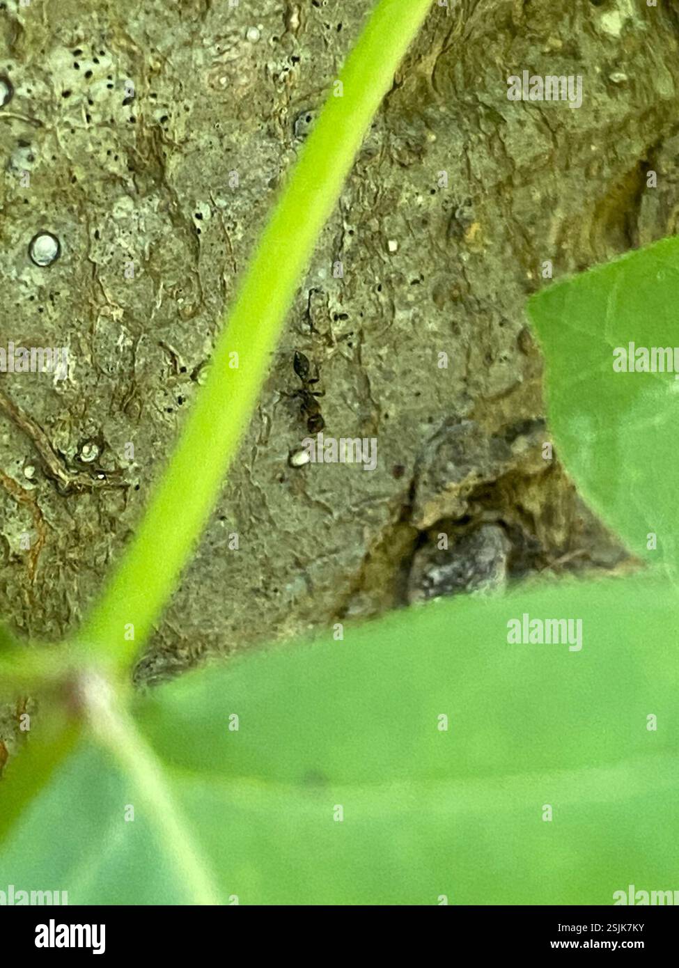 Shining Dark Twig Ant (Pseudomyrmex ejectus), Insecta, Roy G. Guerrero ...