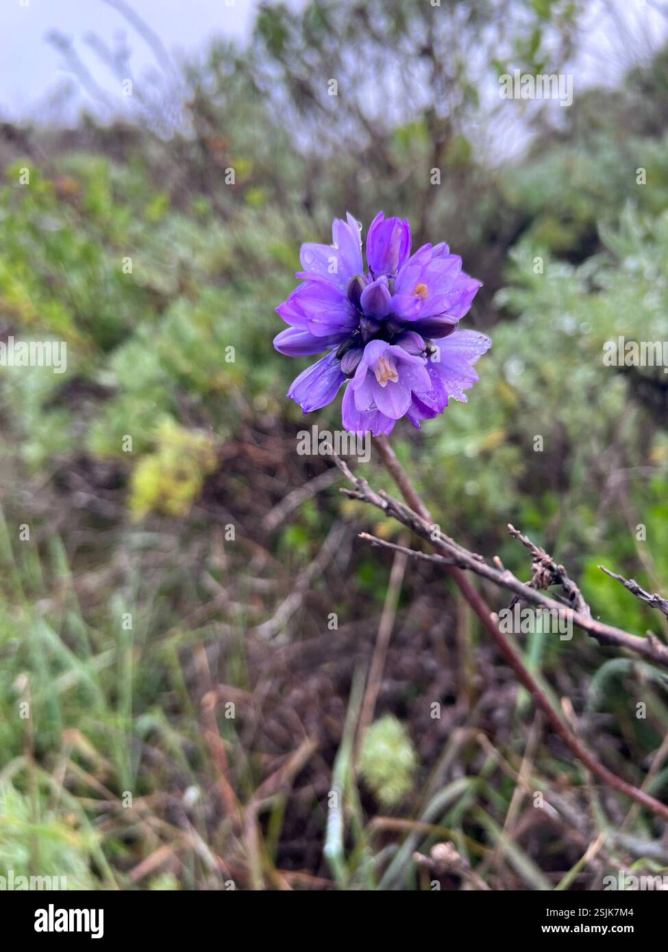 Blue Dicks (Dipterostemon capitatus), Plantae, Monaña de Oro State Park ...