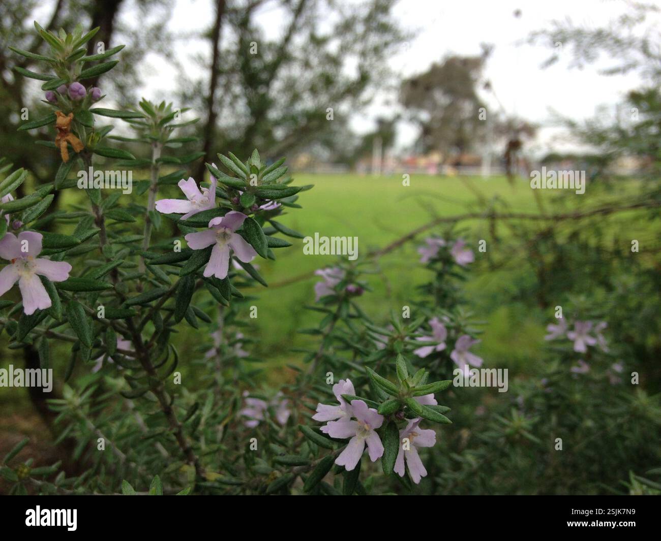 Coastal Rosemary (Westringia fruticosa), Plantae, Sydney NSW, Australia ...