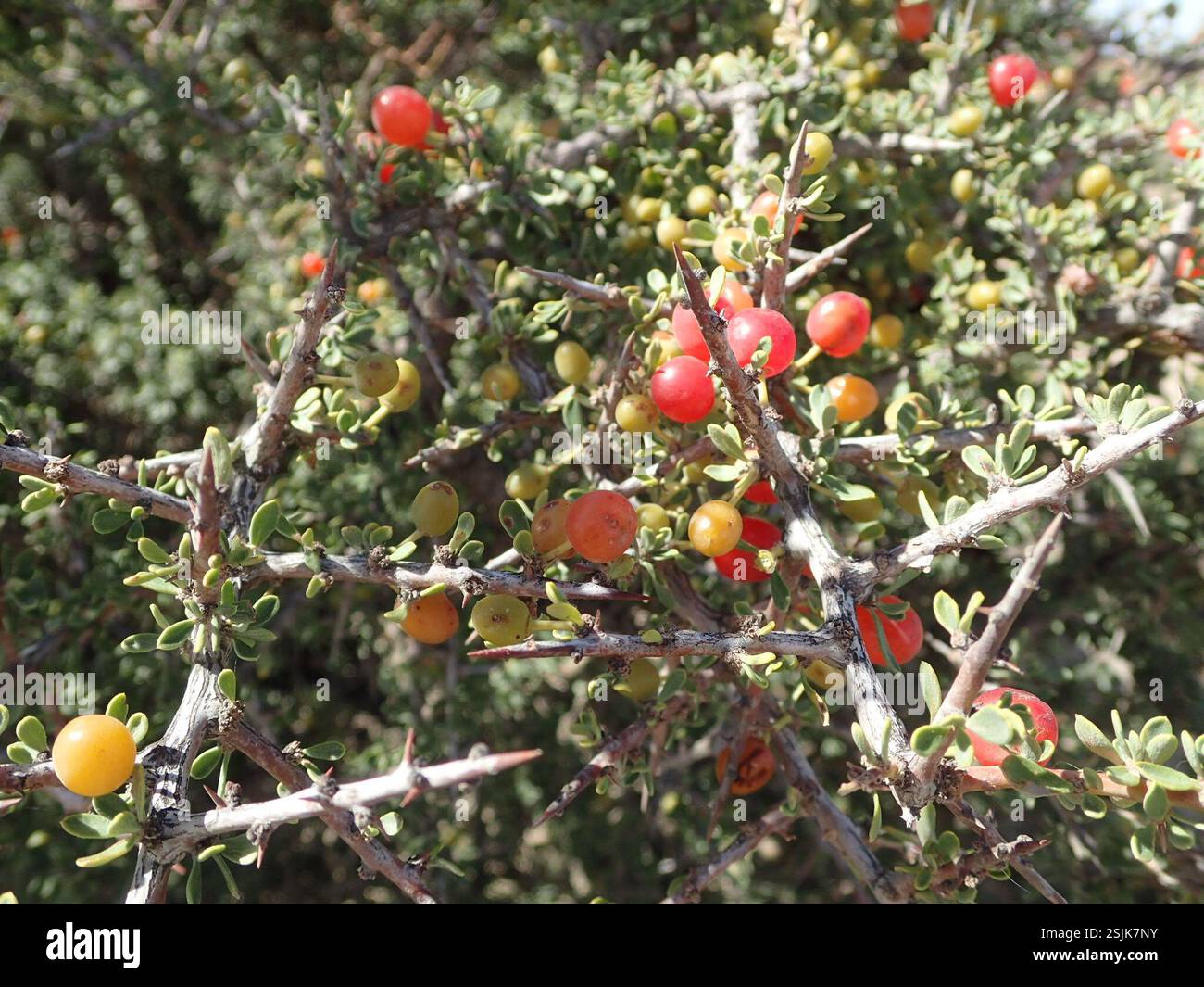 (Condalia microphylla), Plantae, Ruta Provincial 3, Chubut, AR Stock ...