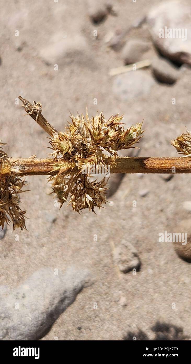 Palmer's Amaranth (Amaranthus palmeri), Plantae, Loreto, MX-BS, MX ...