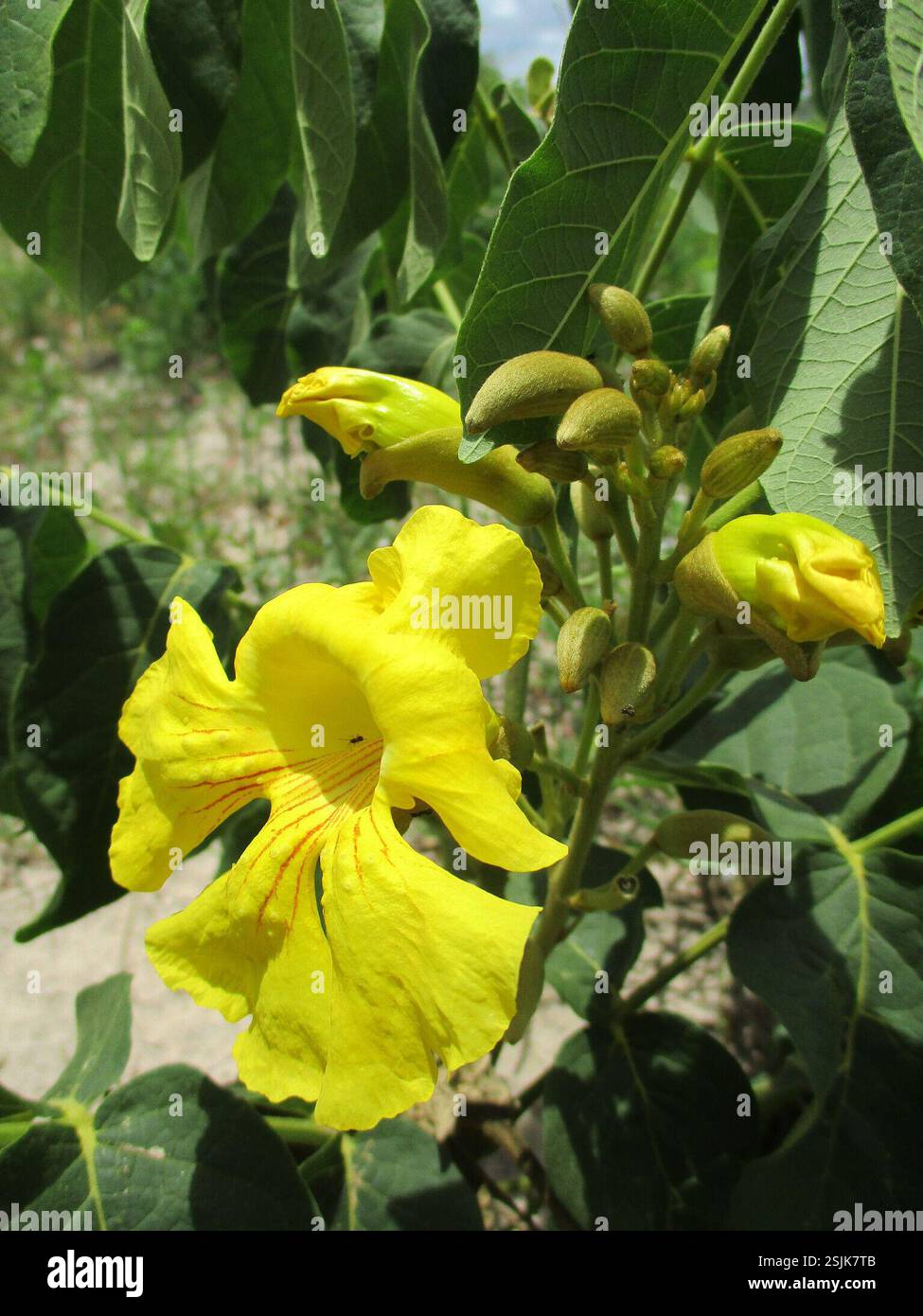golden bellbean (Markhamia obtusifolia), Plantae, Zambezi Region ...