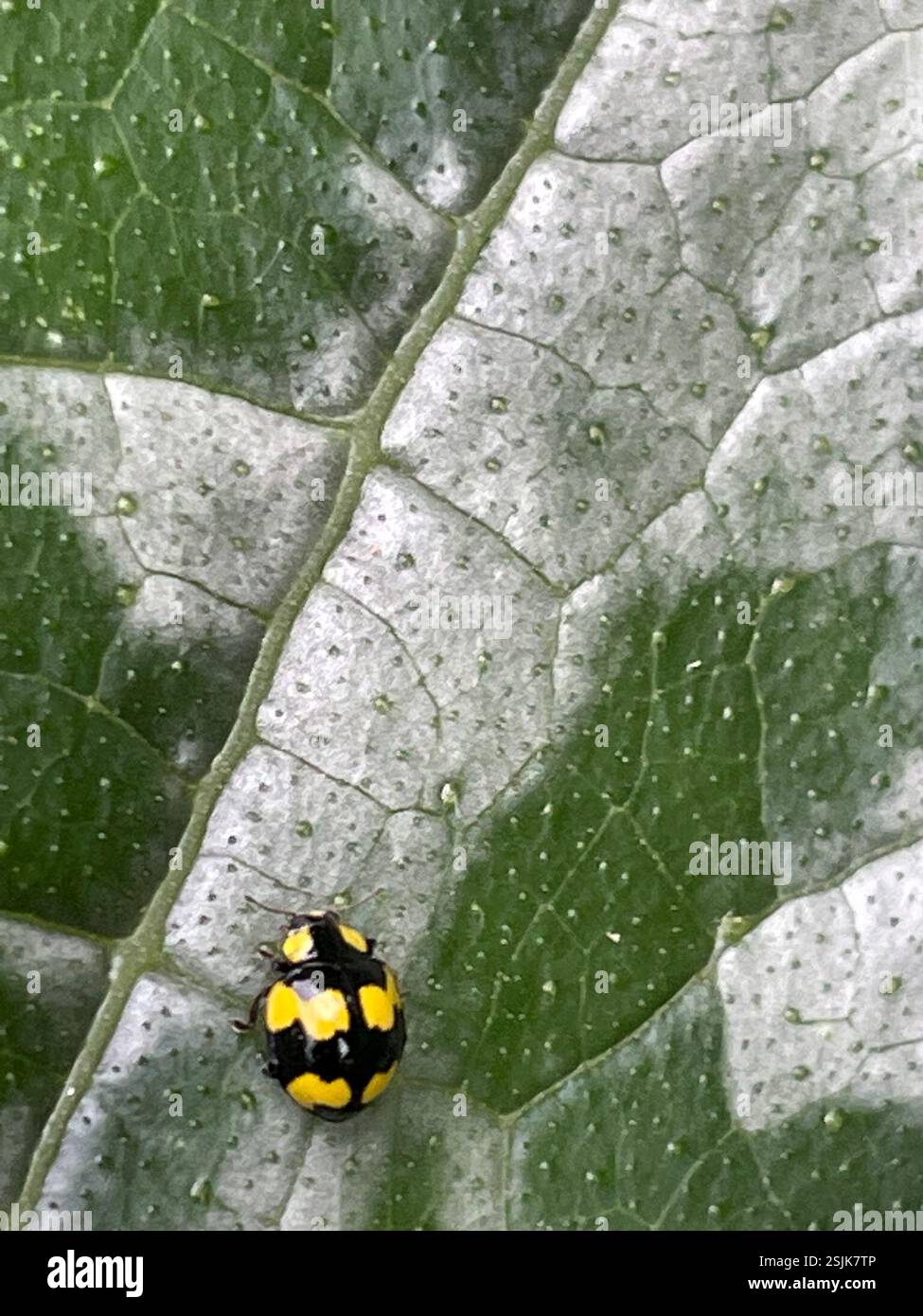 Fungus-eating ladybird (Illeis galbula), Insecta, Melbourne VIC ...