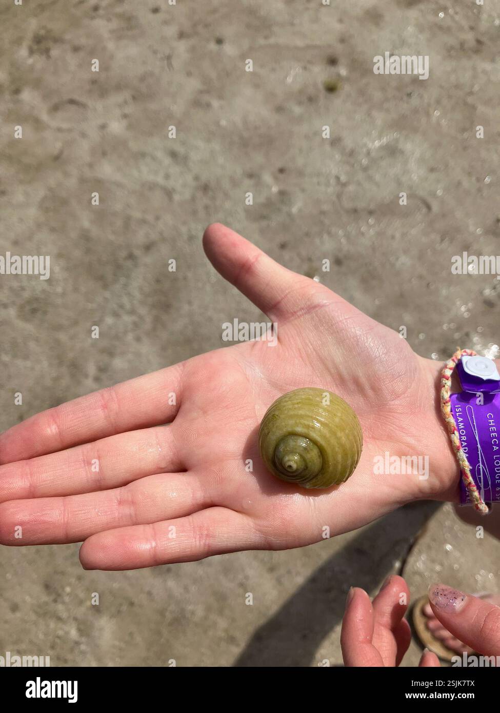 Giant Tun Snail (Tonna galea), Mollusca, Cheeca Lodge & Spa, Islamorada ...