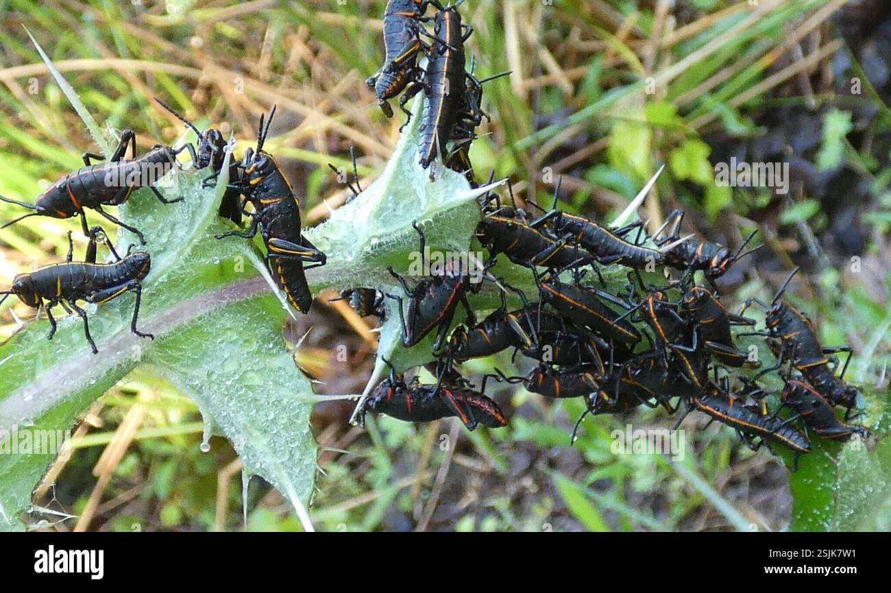 Eastern Lubber Grasshopper (Romalea microptera), Insecta, River Rd ...