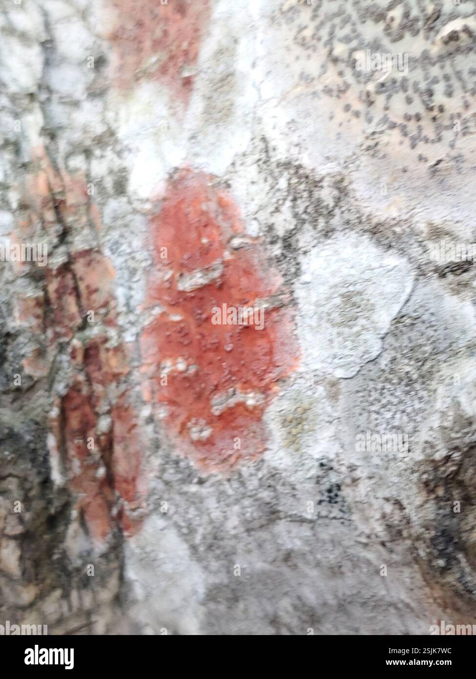 Rash Lichens (Pyrenula), Fungi, Sullivan's Island, SC, USA Stock Photo ...