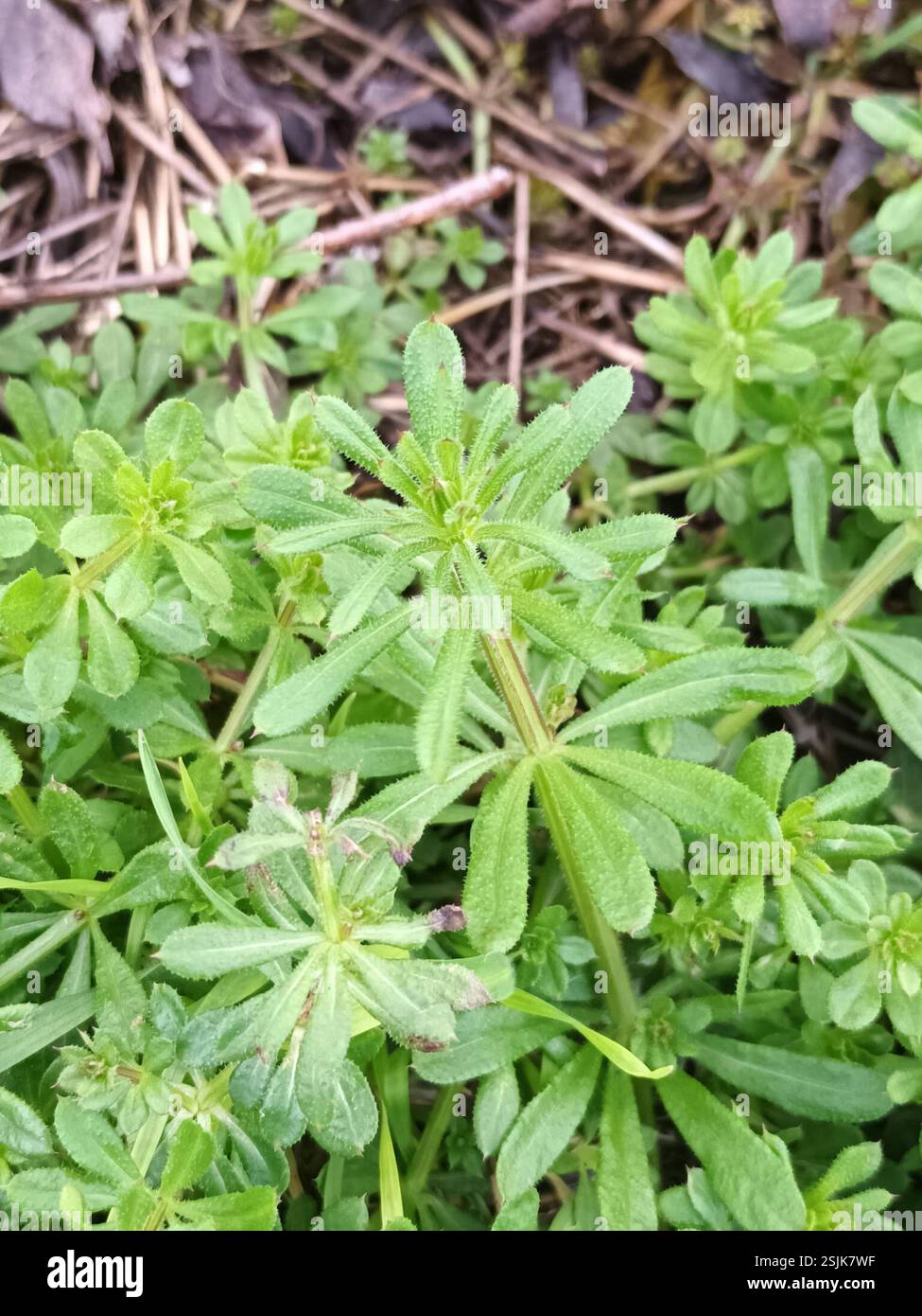 catchweed bedstraw (Galium aparine), Plantae, Chesterton, Cambridge CB4 ...