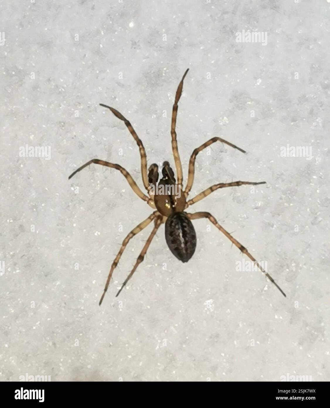 Horse-Head Spider (Stemonyphantes lineatus), Arachnida, 33720 Tampere ...