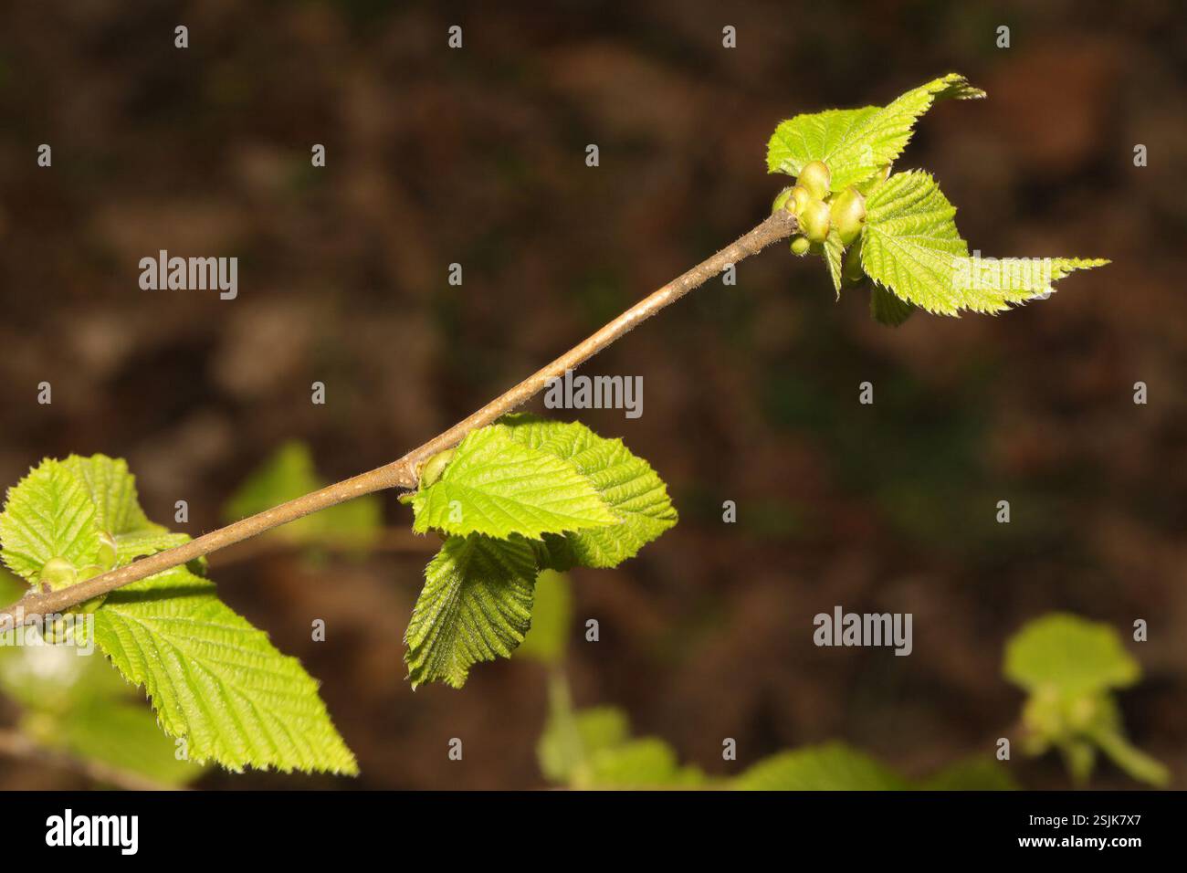 common hazel (Corylus avellana), Plantae, Sefton Park, Mossley Hill ...