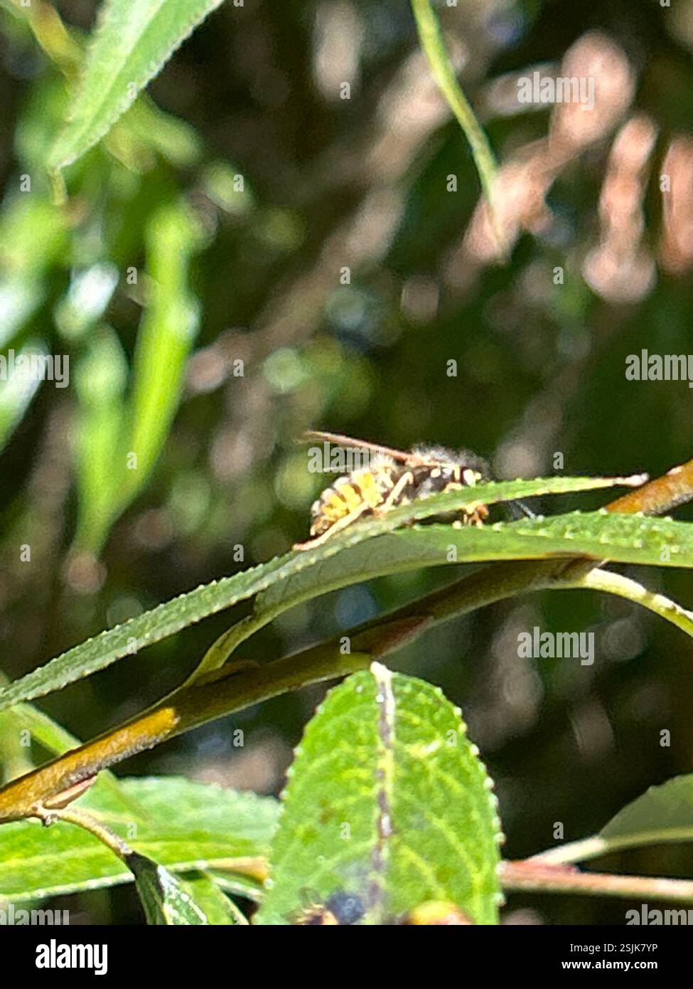 Ground Yellowjackets (Vespula), Insecta, Bottle Lake Forest ...