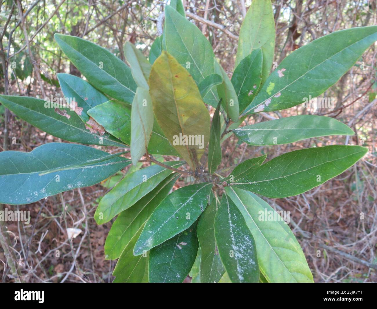Swamp Bay (Persea palustris), Plantae, Windsor Forest, Savannah, GA ...