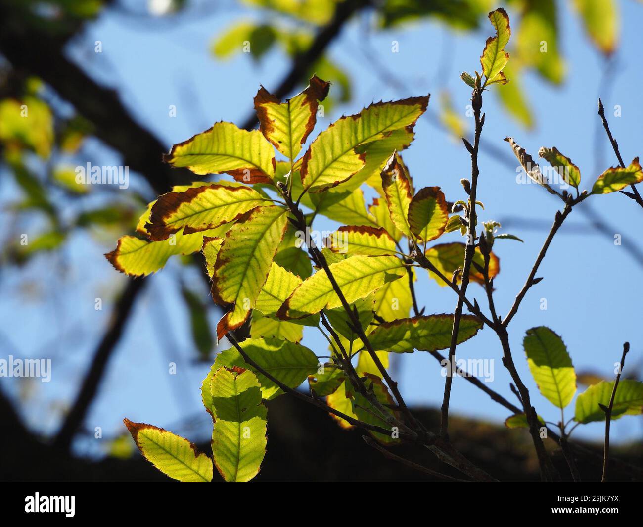 Chinese cork oak (Quercus variabilis), Plantae, 台灣新北市 Stock Photo - Alamy