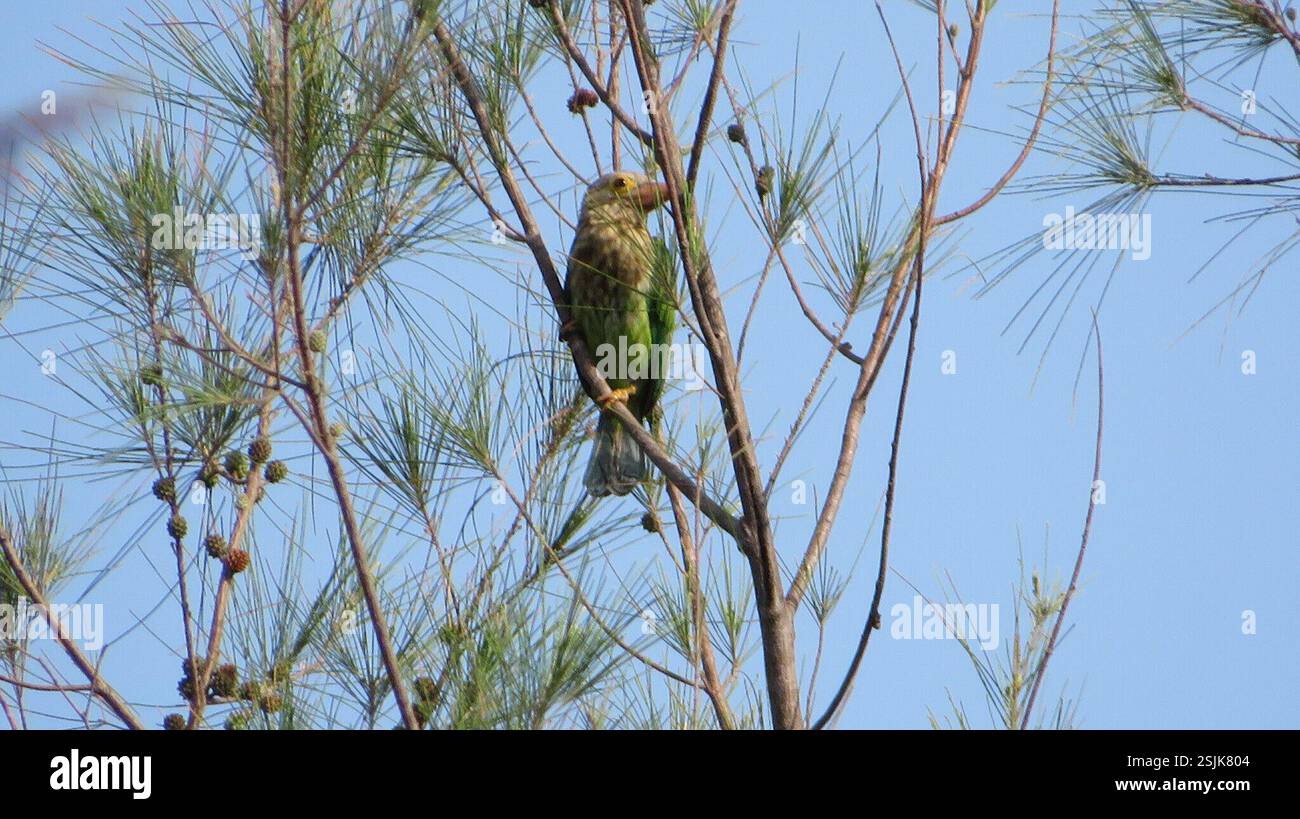Lineated Barbet (Psilopogon lineatus), Aves, Краби, Таиланд Stock Photo ...
