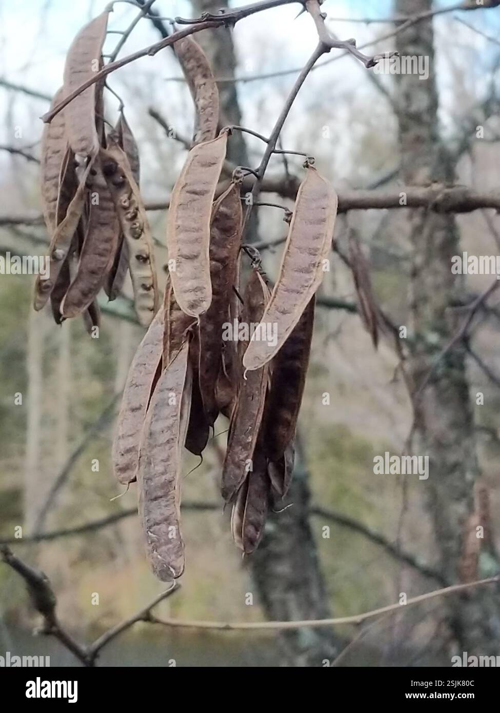 black locust (Robinia pseudoacacia), Plantae, Roaring Brook Township ...