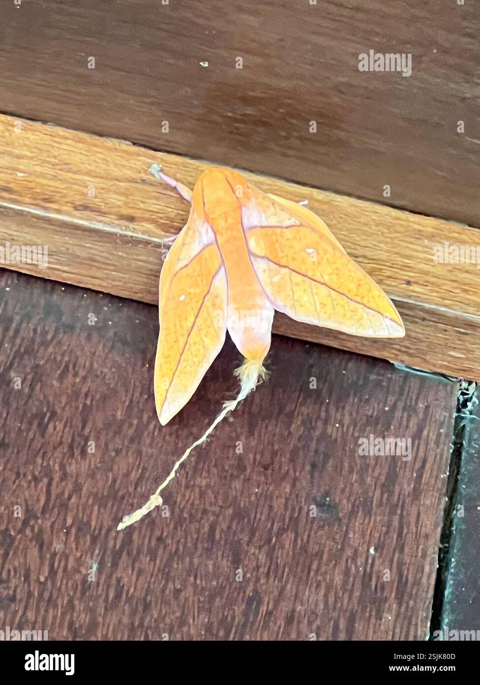 (Adeloneivaia jason), Insecta, Sendero Universal, Sarapiqui, Heredia ...