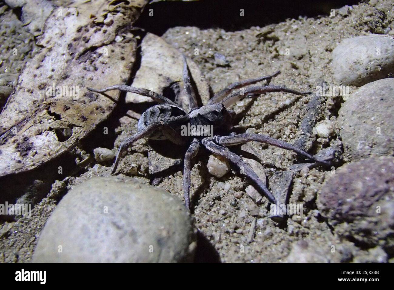 Variable Wolf Spider (Venator spenceri), Arachnida, 62 Railway Parade ...
