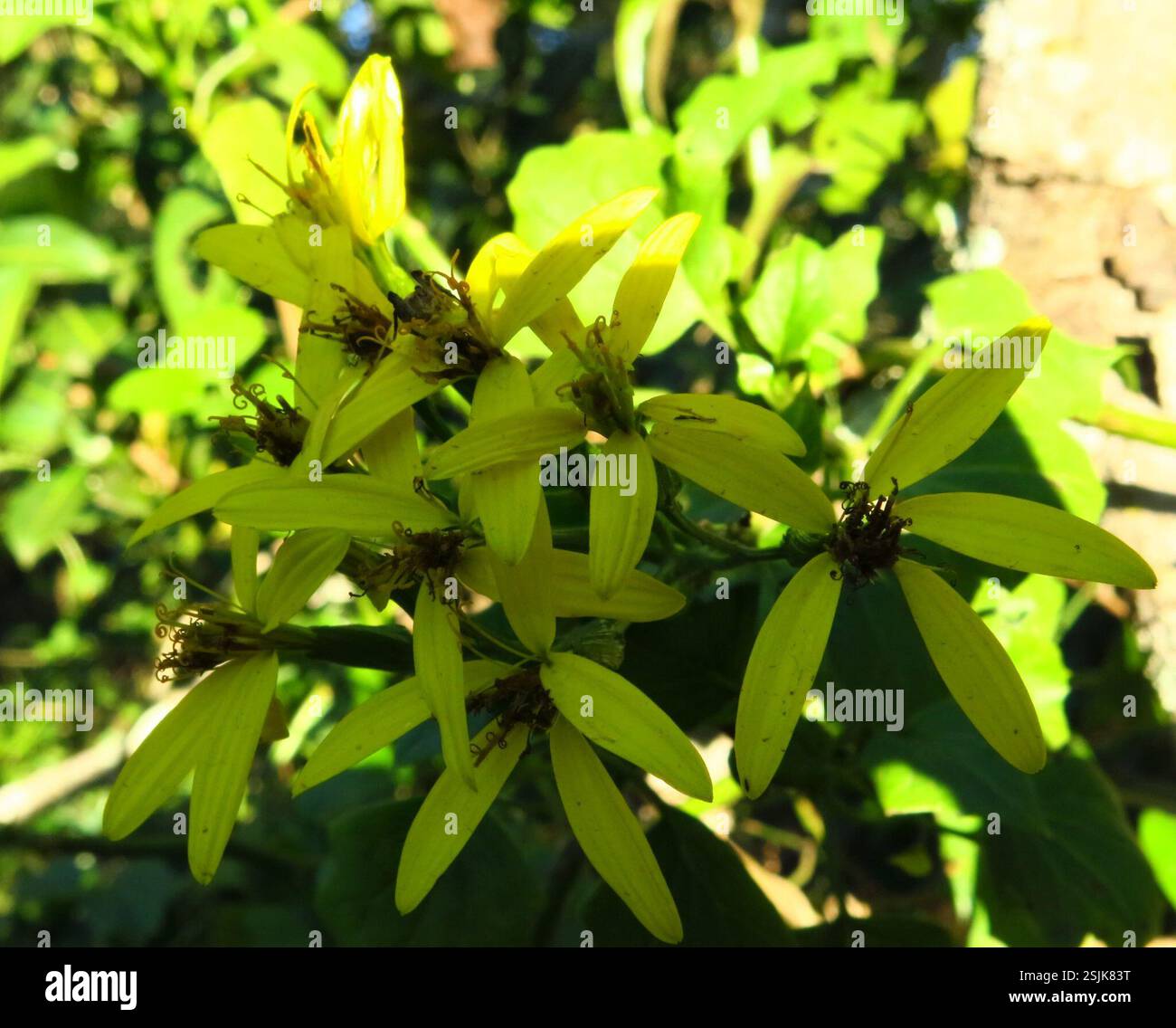 Canary creeper (Senecio tamoides), Plantae, Eshowe, 3815, South Africa ...