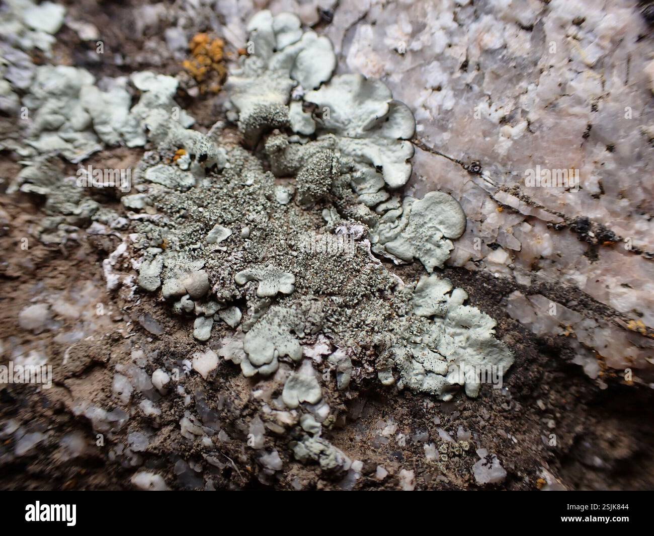 typical shield lichens (Parmelioideae), Fungi, San Bernardino County ...