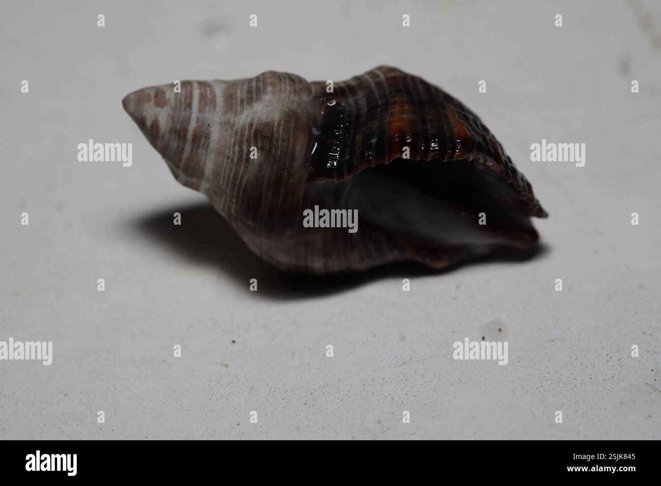 Rusty Rocksnail (Stramonita rustica), Mollusca, Praia dos Carneiros ...