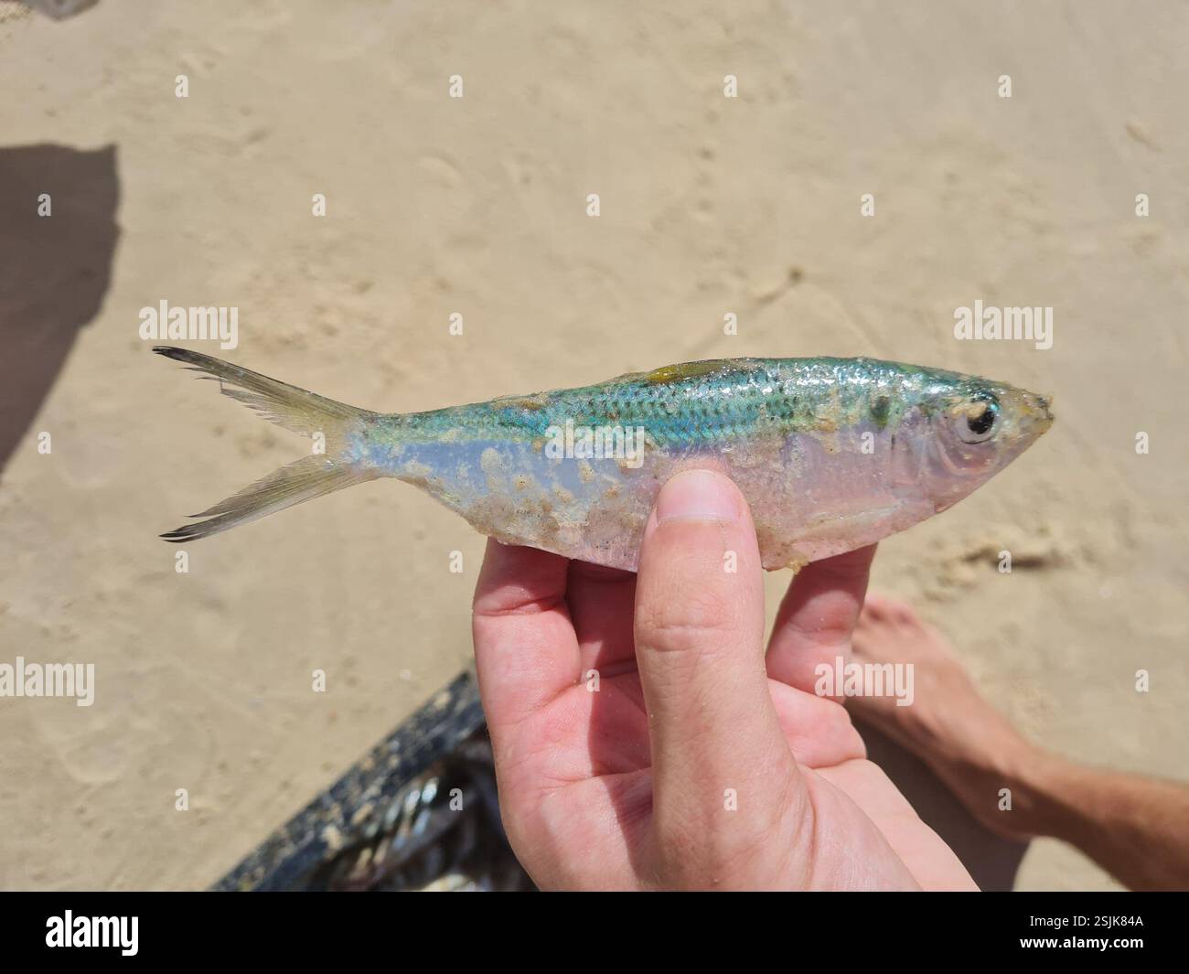 Atlantic Thread Herring (Opisthonema oglinum), Actinopterygii, Natal ...