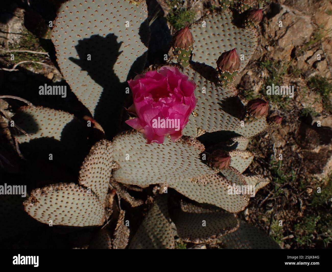 beavertail cactus (Opuntia basilaris basilaris), Plantae, Palm Springs ...