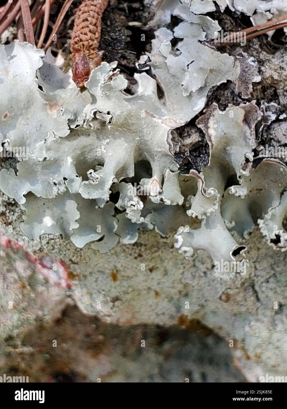 Ruffle Lichens (Parmotrema), Fungi, Alachua, Florida, United States ...