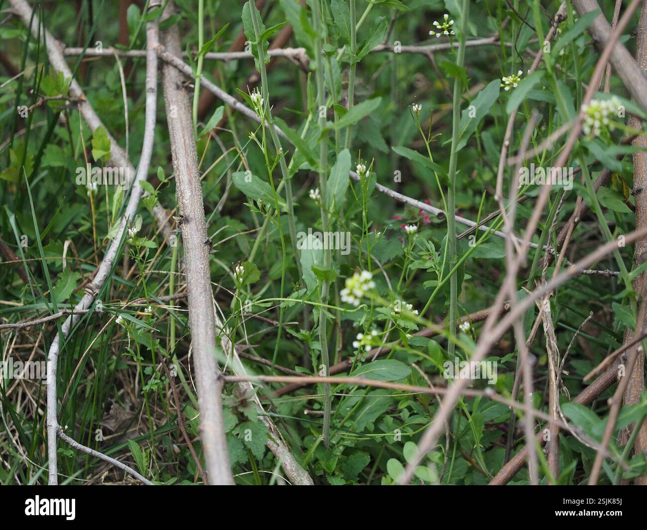 garlic penny-cress (Mummenhoffia alliacea), Plantae, Lorton, VA, USA ...