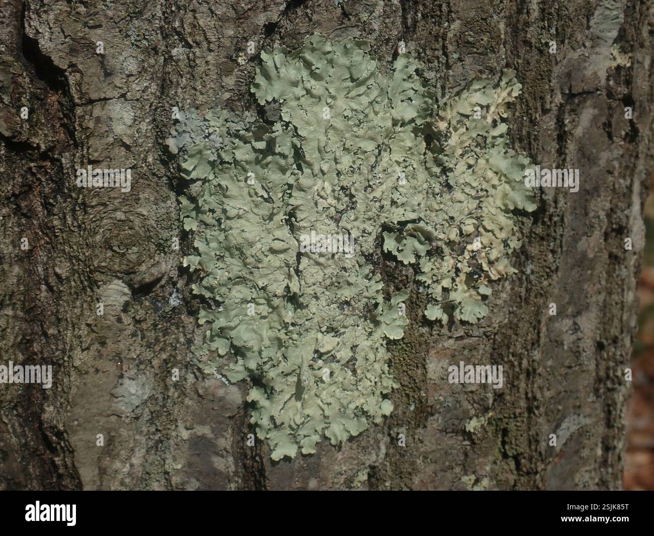 common greenshield lichen (Flavoparmelia caperata), Fungi, Granby, MA ...