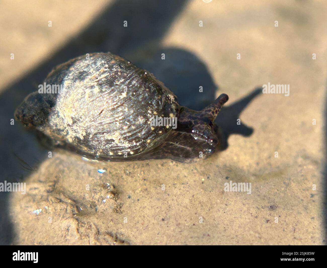 Pond Snails, Bladder Snails, and Allies (Lymnaeoidea), Mollusca, Los ...