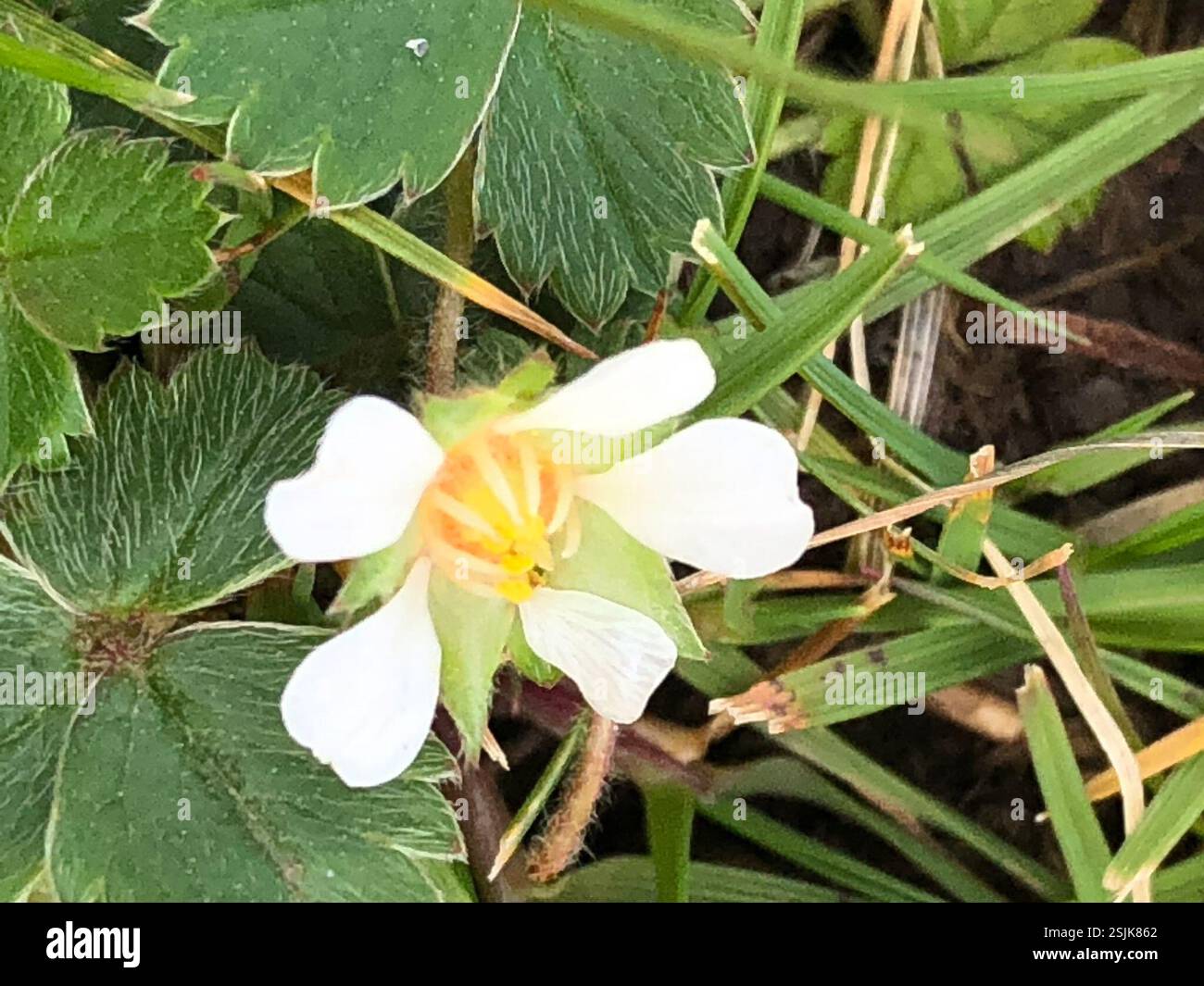 Barren Strawberry (Potentilla sterilis), Plantae, Gower, Swansea, Wales ...