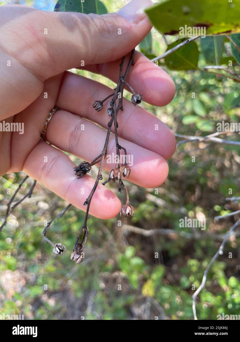 fetterbush lyonia (Lyonia lucida), Plantae, Ocala National Forest ...