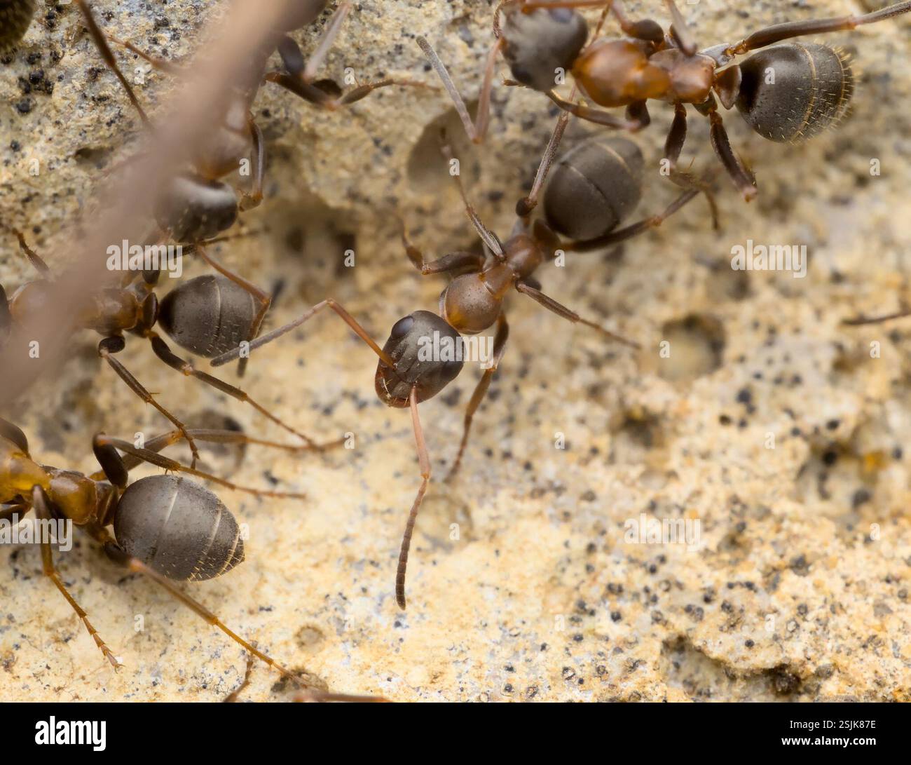 Red-barbed Ant (Formica rufibarbis), Insecta, Gundersheim, Deutschland ...