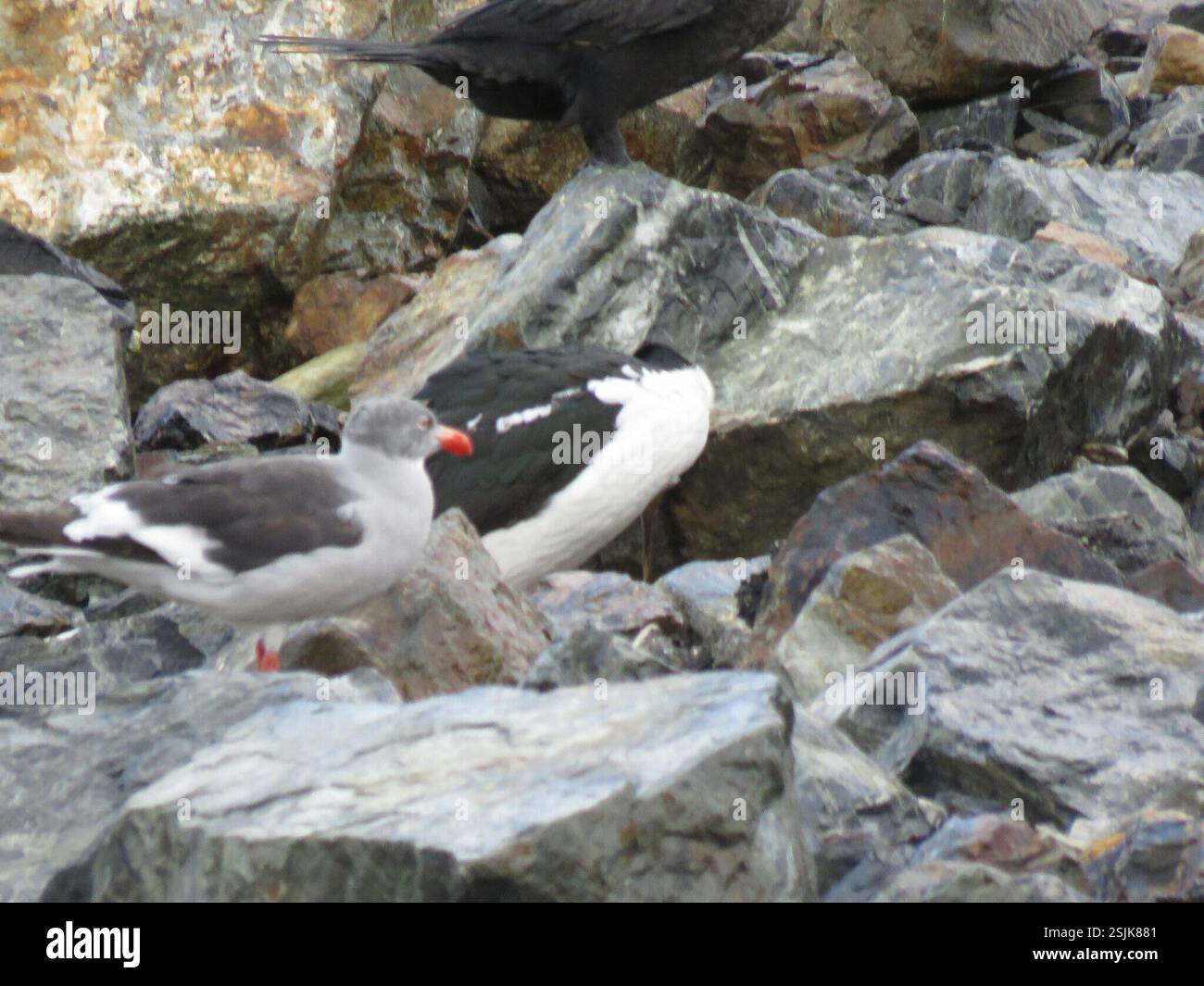 Dolphin Gull (Leucophaeus scoresbii), Aves, Ushuaia, AR-TF, AR Stock ...