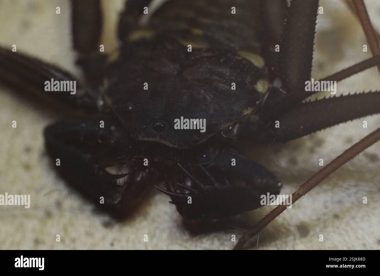 Florida Tailless Whipscorpion (Phrynus marginemaculatus), Arachnida ...