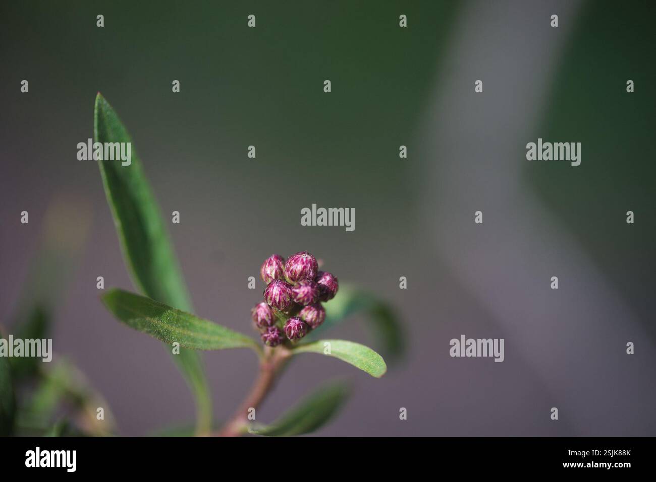 mule fat (Baccharis salicifolia), Plantae, Los Angeles County, CA, USA ...