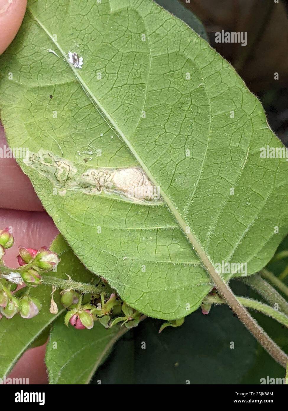Leaf-miner Flies (Agromyzidae), Insecta, Moca, Dominican Republic Stock ...