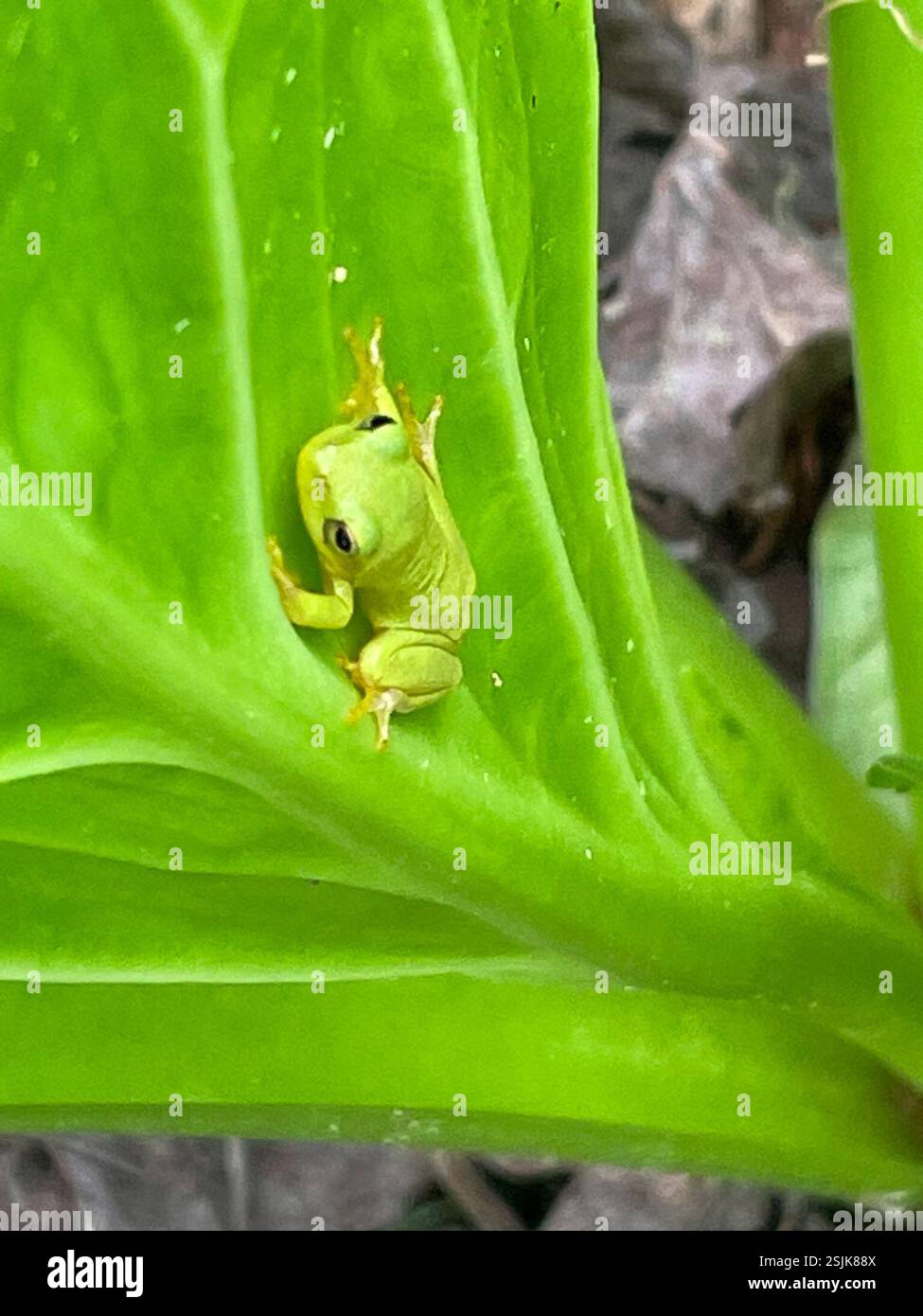 Squirrel Treefrog (Hyla squirella), Amphibia, North Carolina, US, Very tiny. About half the size ...