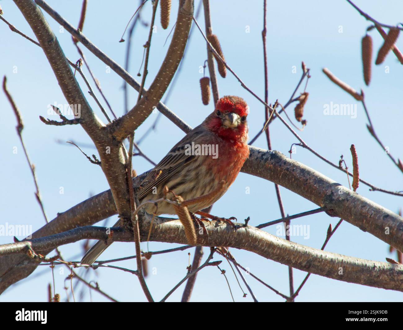 Madison finch hi-res stock photography and images - Alamy