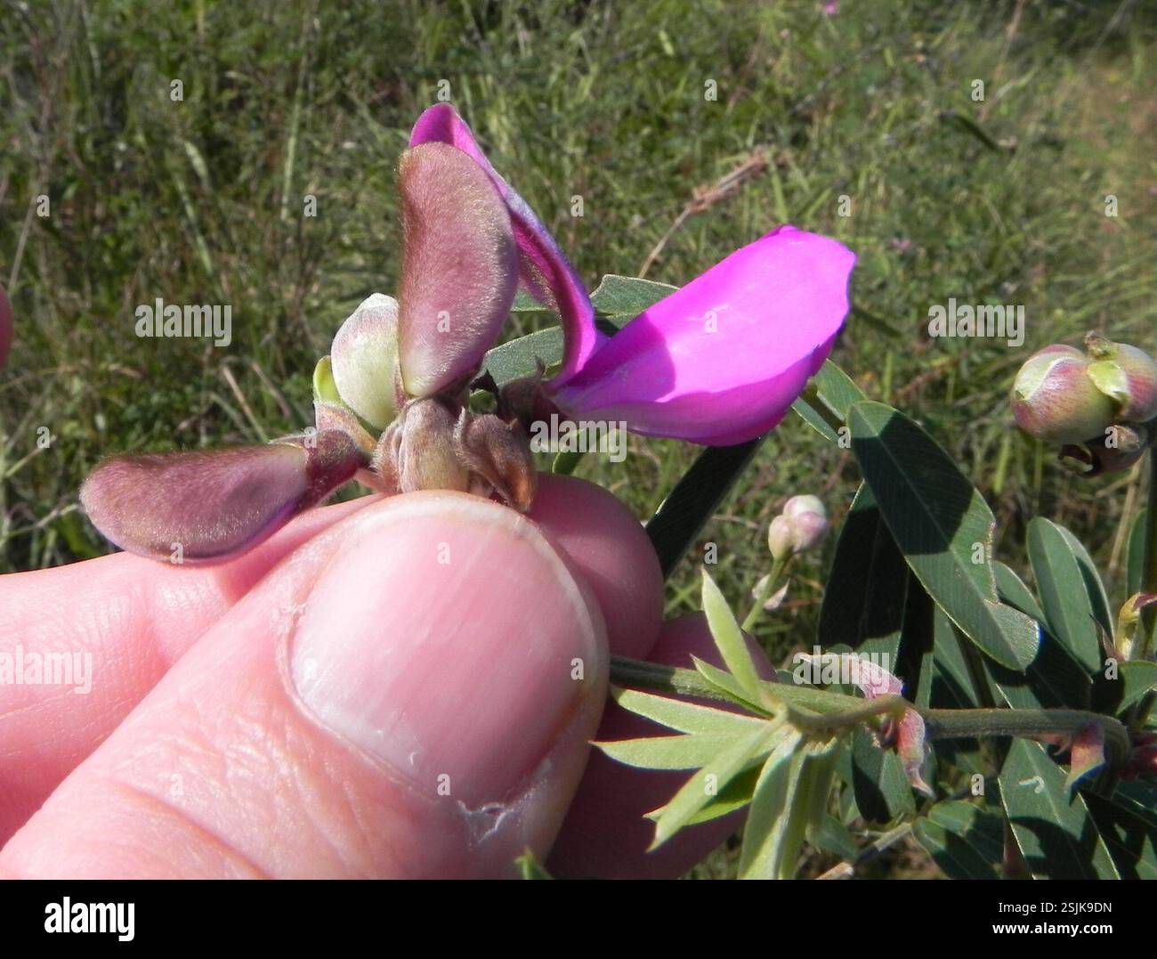 Pioneer Hoarypea (Tephrosia polystachya), Plantae, uMkhanyakude ...