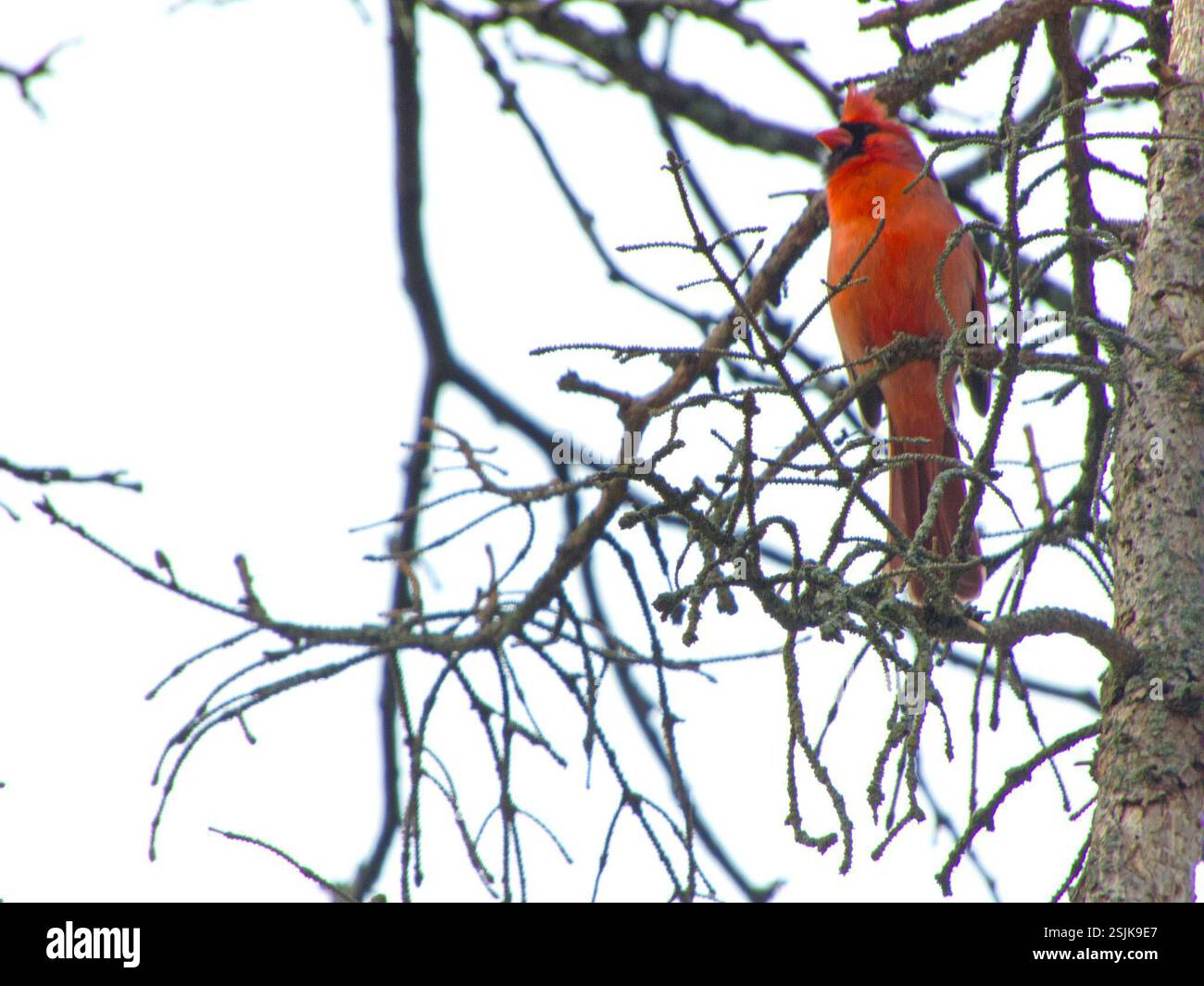 Northern Cardinal (Cardinalis cardinalis), Aves, Dudgeon-Monroe ...