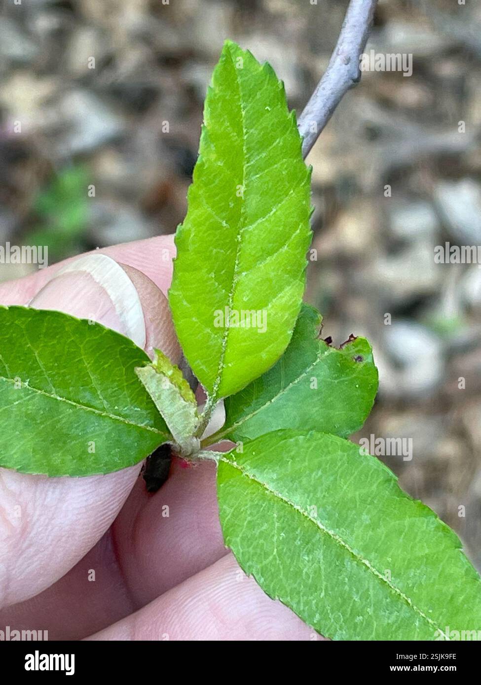southern crabapple (Malus angustifolia), Plantae, Airport Rd, Wadesboro ...