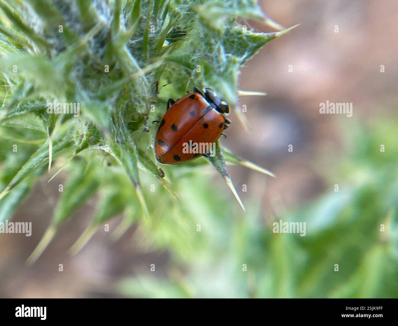 Convergent Lady Beetle (Hippodamia convergens), Insecta, East San Jose ...